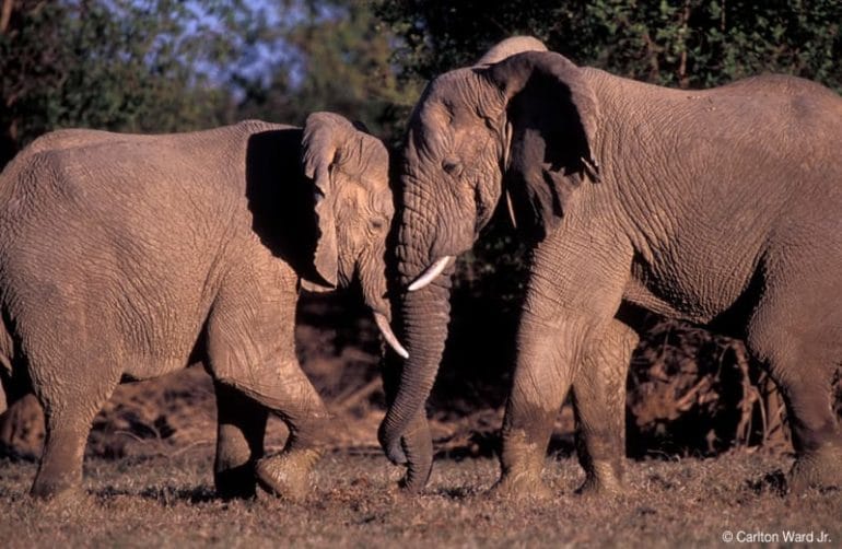 Mali Safari Guide - Chalo Africa