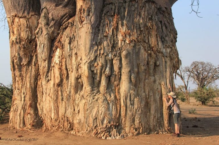 Rocking Baobabs - A Conservation Effort by the Gonarezhou Conservation ...