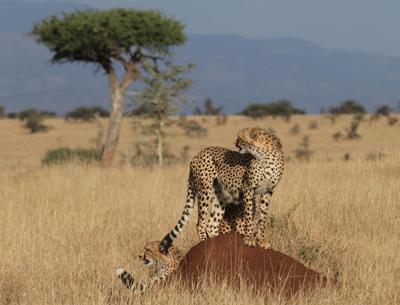 Lewa Wilderness, Lewa Wildlife Conservancy, Kenya - 2023 / 2024