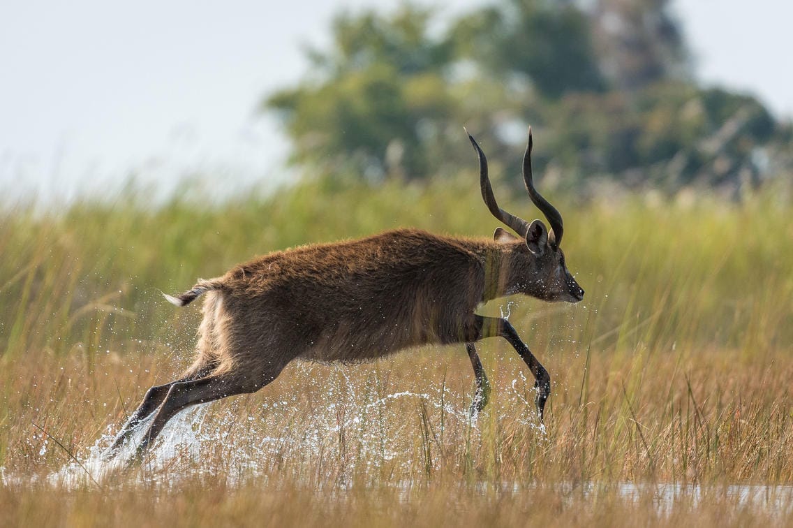 Xigera Safari Lodge, Okavango Delta, Botswana - 2020 / 2021