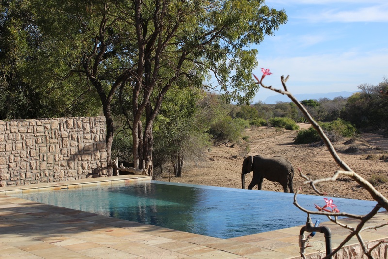 Shumbalala Game Lodge, Kruger National Park, South Africa - 2025 / 2026