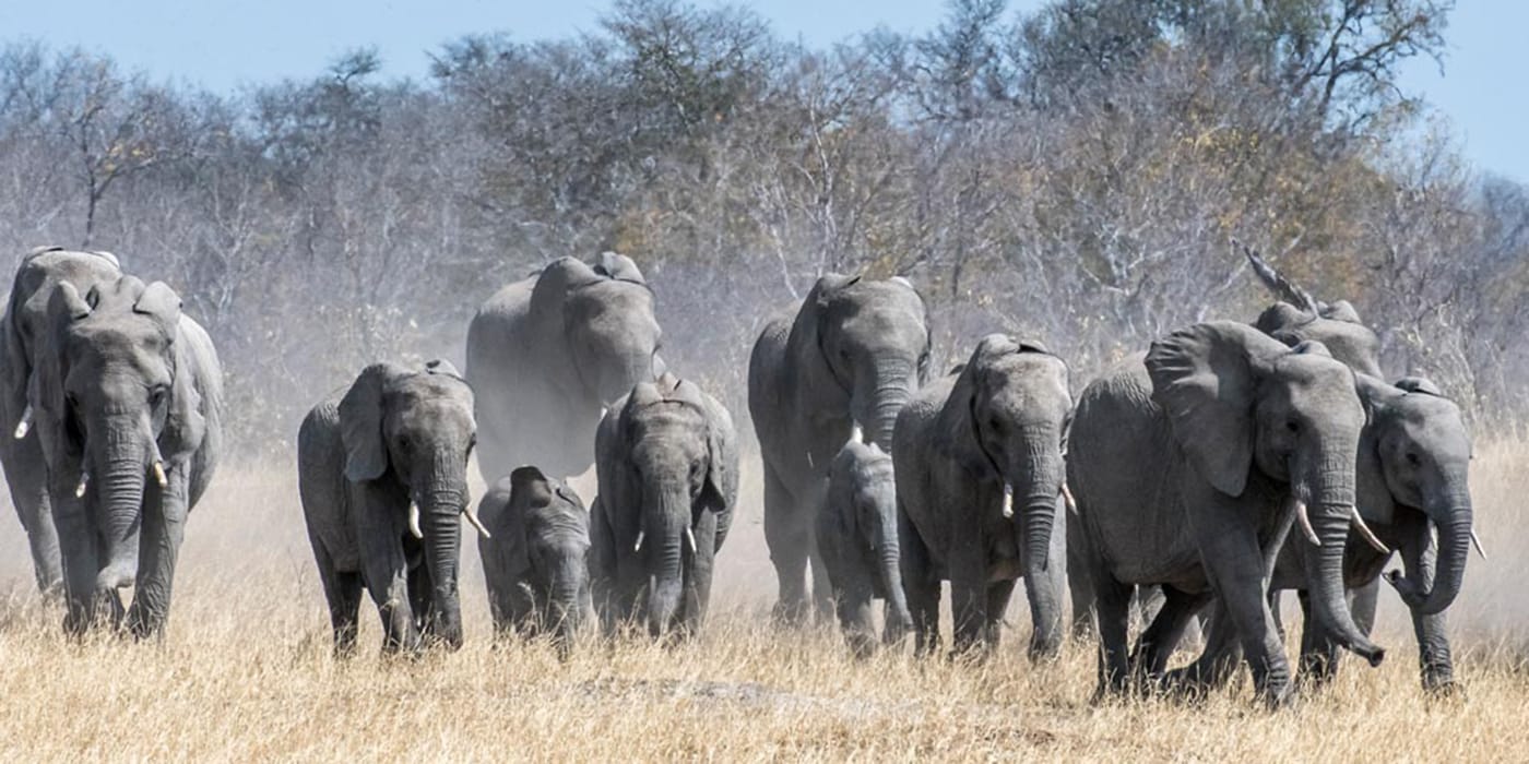 Machaba Safaris Special Offers - 2025 / 2026