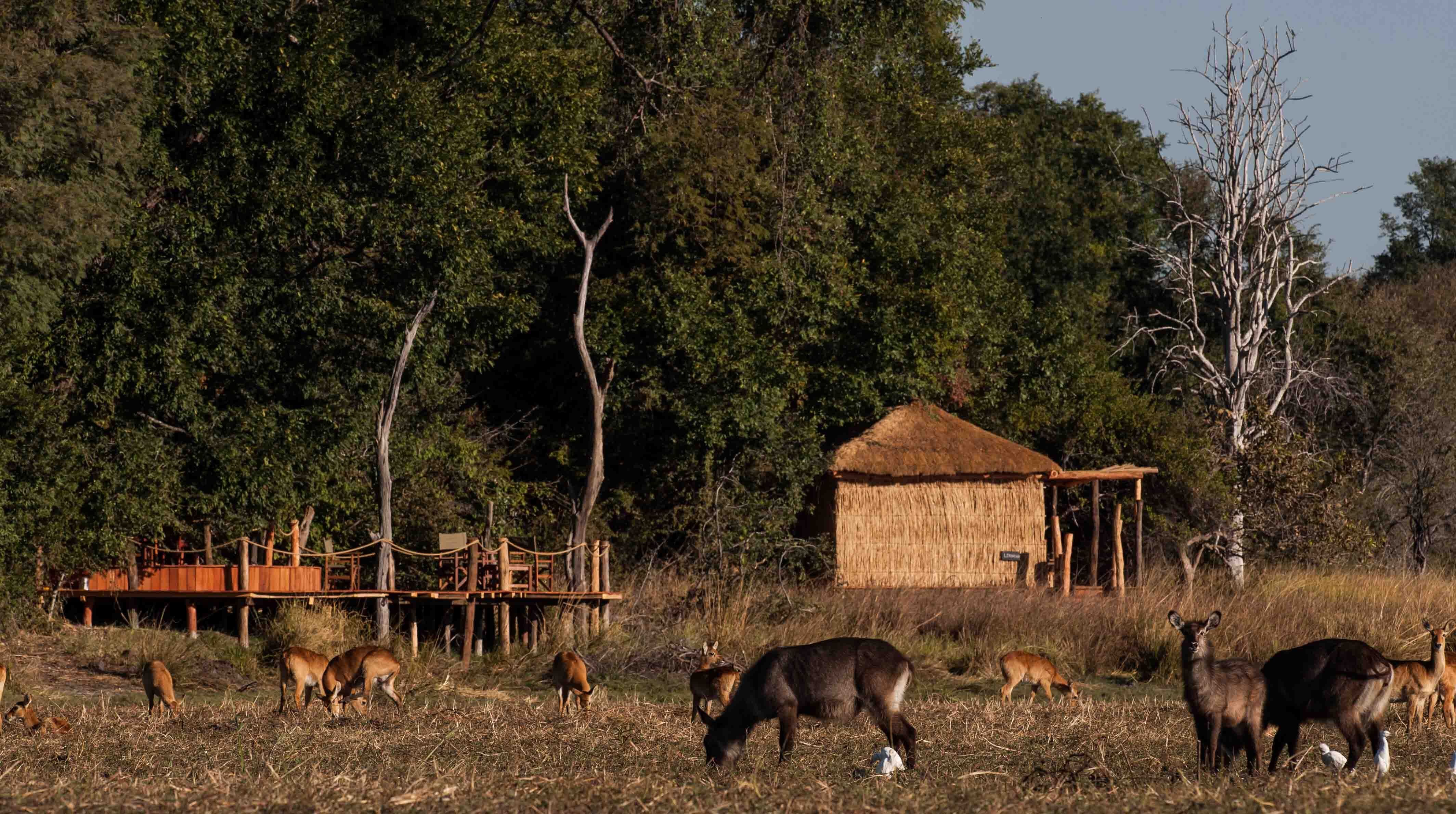Musekese Camp, Kafue National Park, Zambia - 2023 / 2024