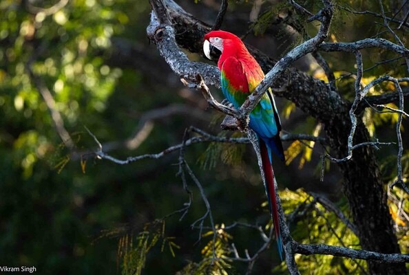 Brazil Pantanal - In search of South America's Big Five - 2025 / 2026